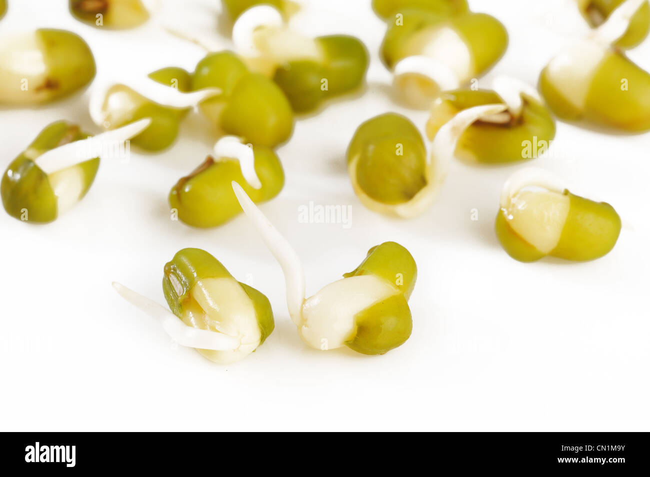 Germinated mung beans Stock Photo - Alamy