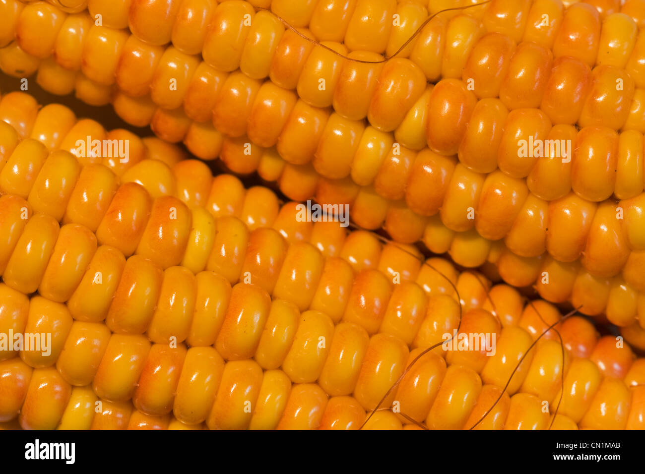 Maize ears hi-res stock photography and images - Alamy