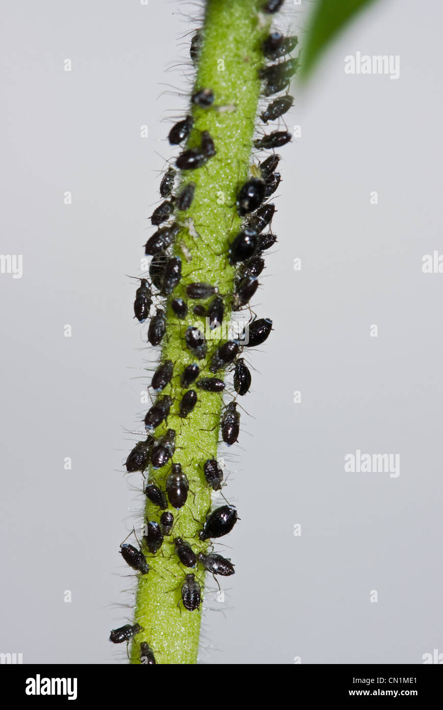 Lice hi-res stock photography and images - Alamy