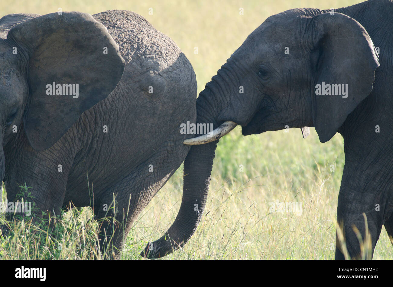 Prodding hi-res stock photography and images - Alamy