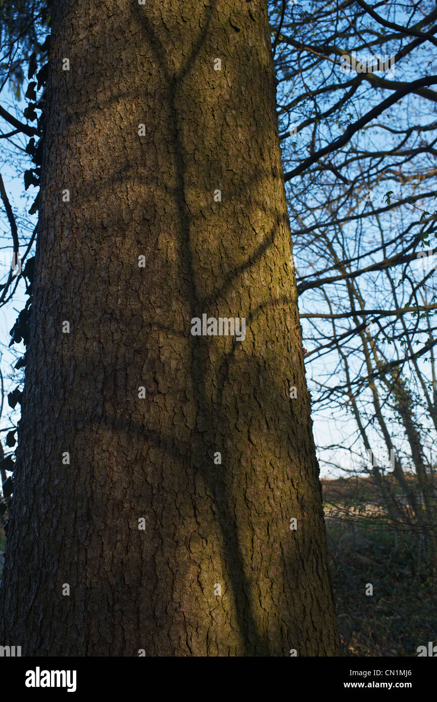 shadow of a young tree is seen on the big stem of a big tree Stock ...