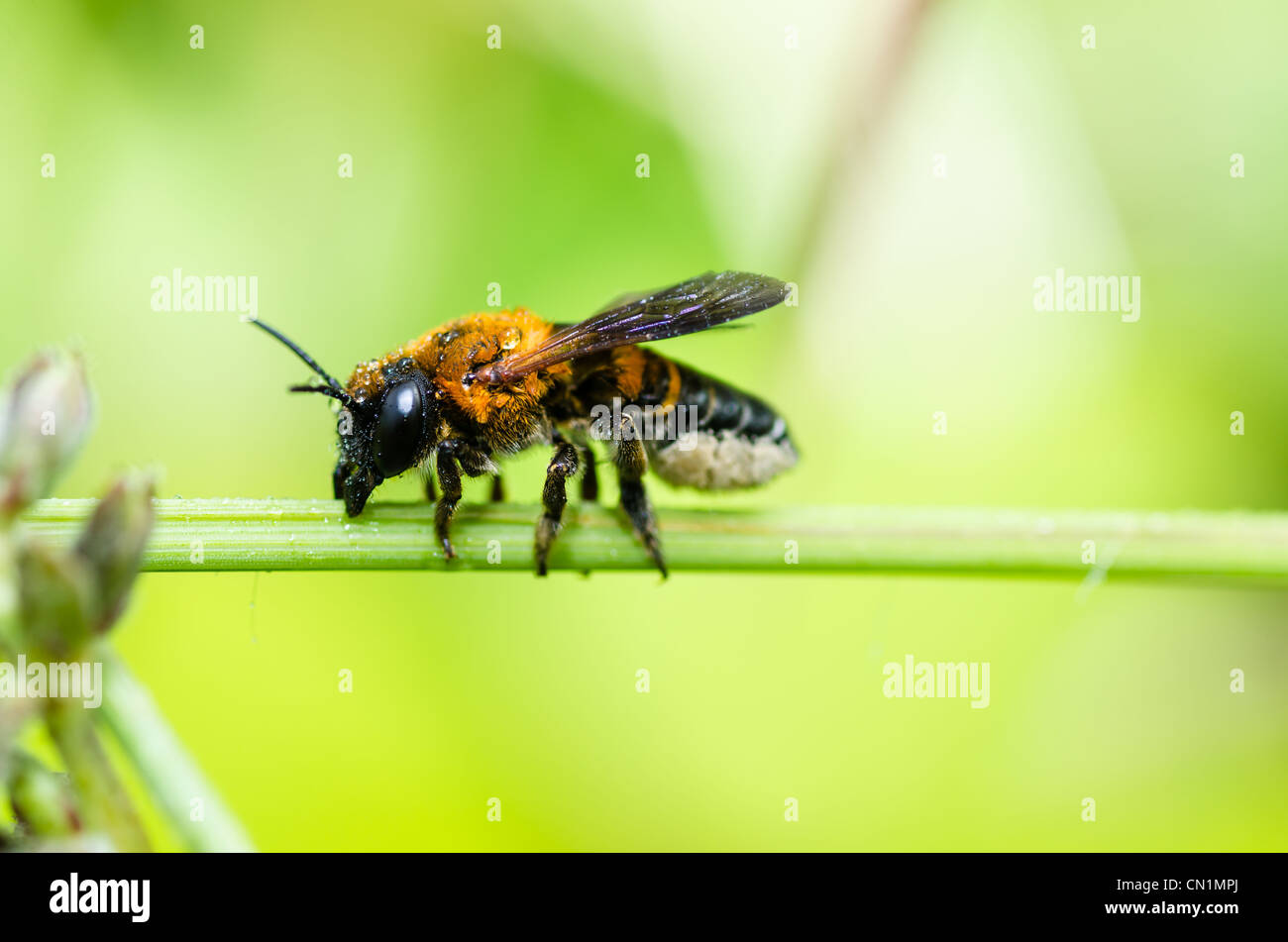 leaf-cutting bees or Megachilidae macro in green nature or in the ...
