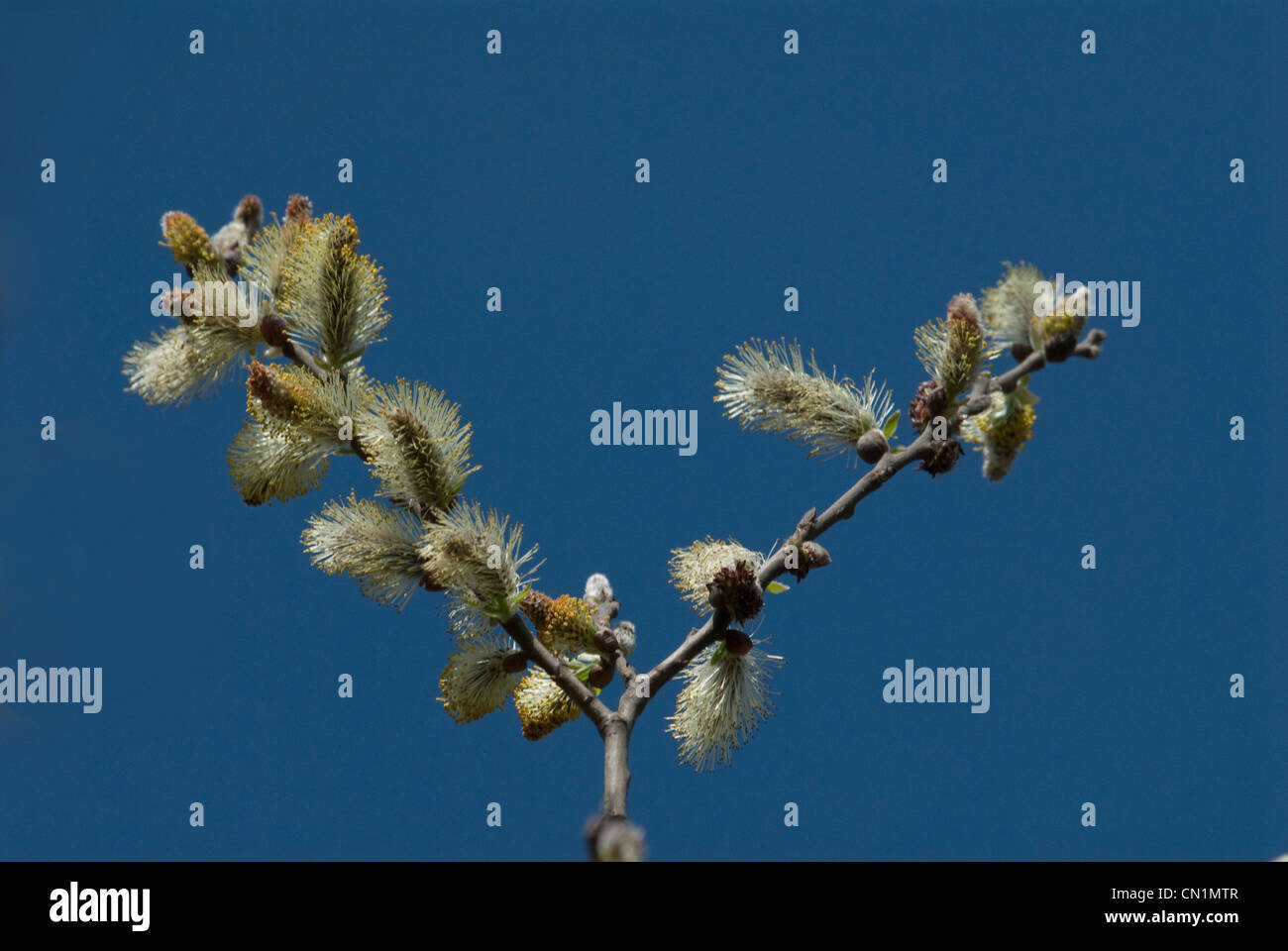 furry buds on a willow tree in early spring march Stock Photo - Alamy