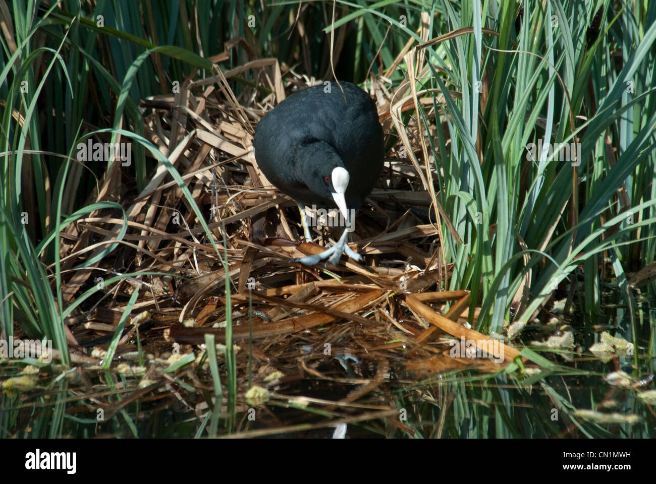 coot walking from nest to pond Stock Photo - Alamy