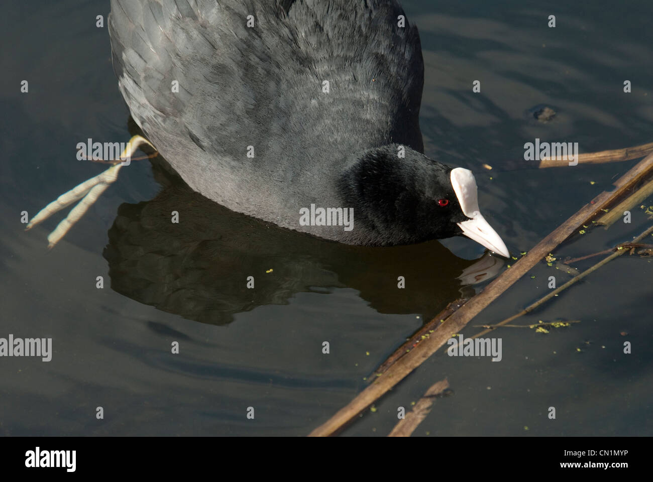 Coot showing its foot underwater as it collects nesting material Stock ...
