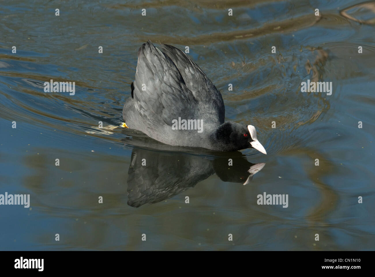 Eurasian Coot displaying in the spring Stock Photo - Alamy