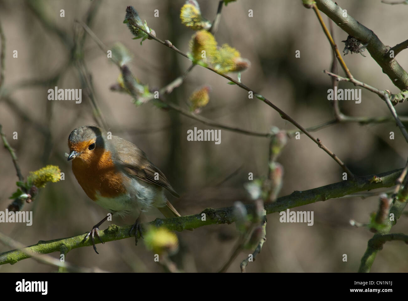 European robin in a willow tree with an insect in its beak Stock Photo ...