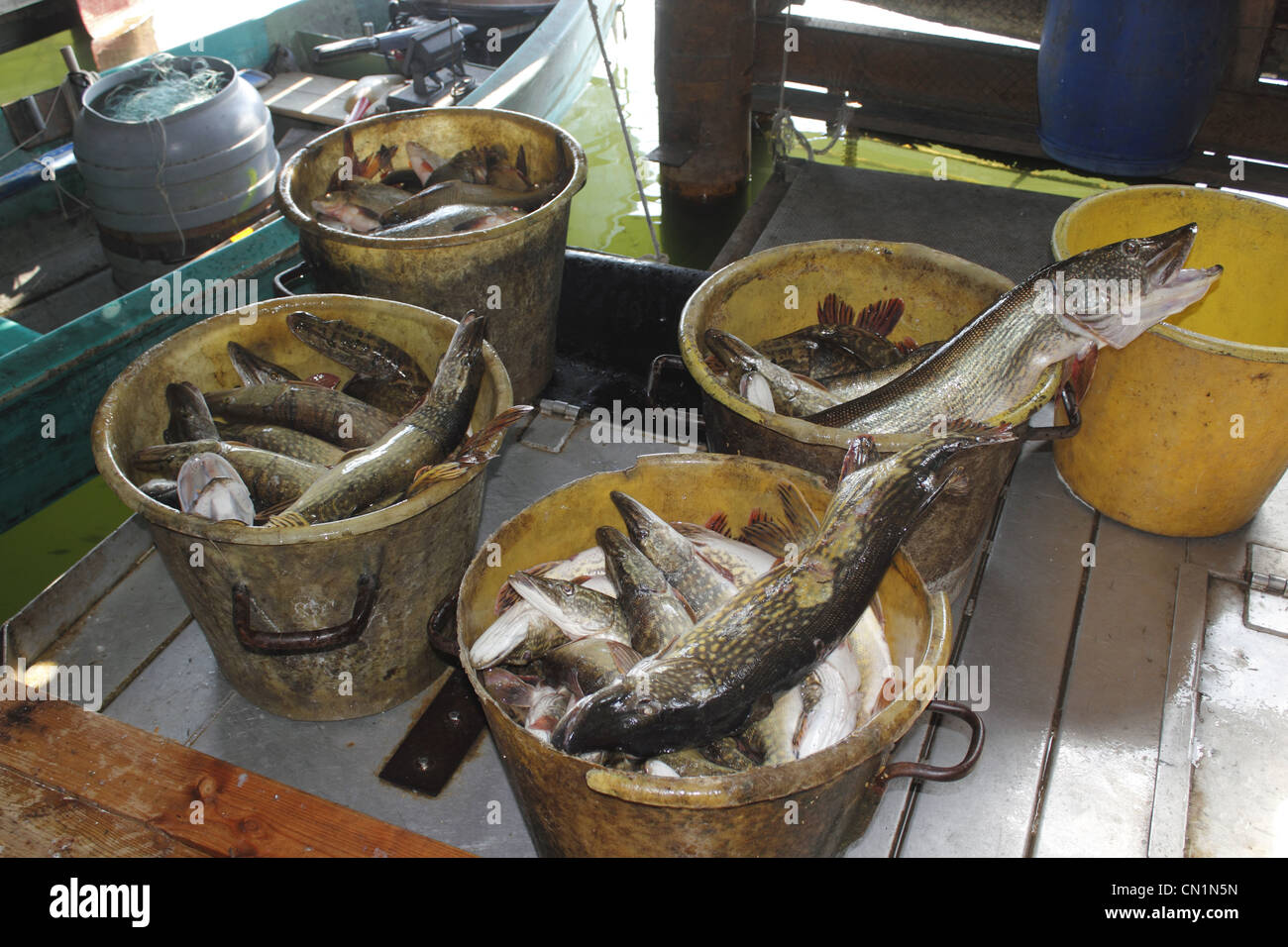 Müritz fish hi-res stock photography and images - Alamy