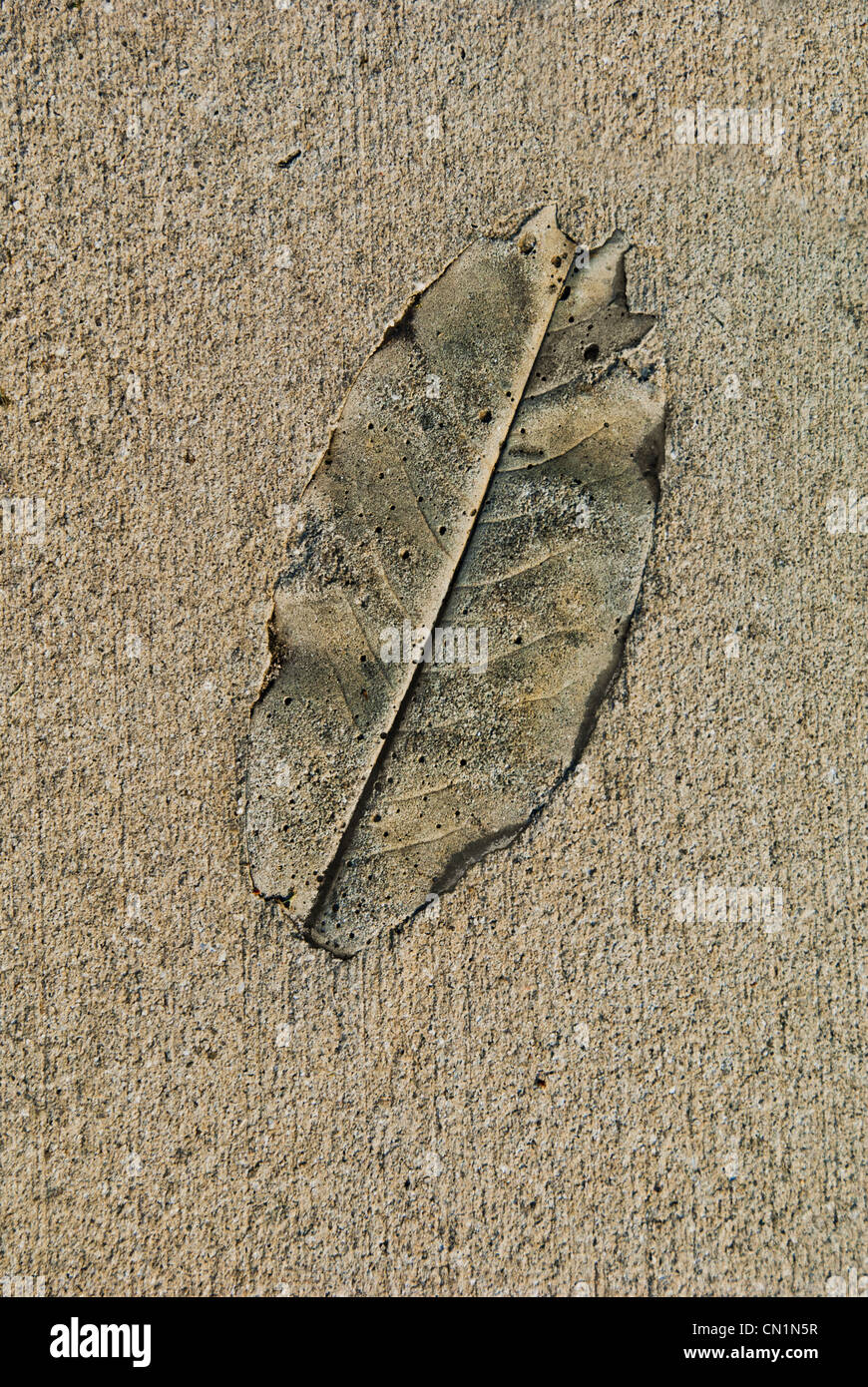 Leaf design in cement sidewalk at Baughman Center, University of ...