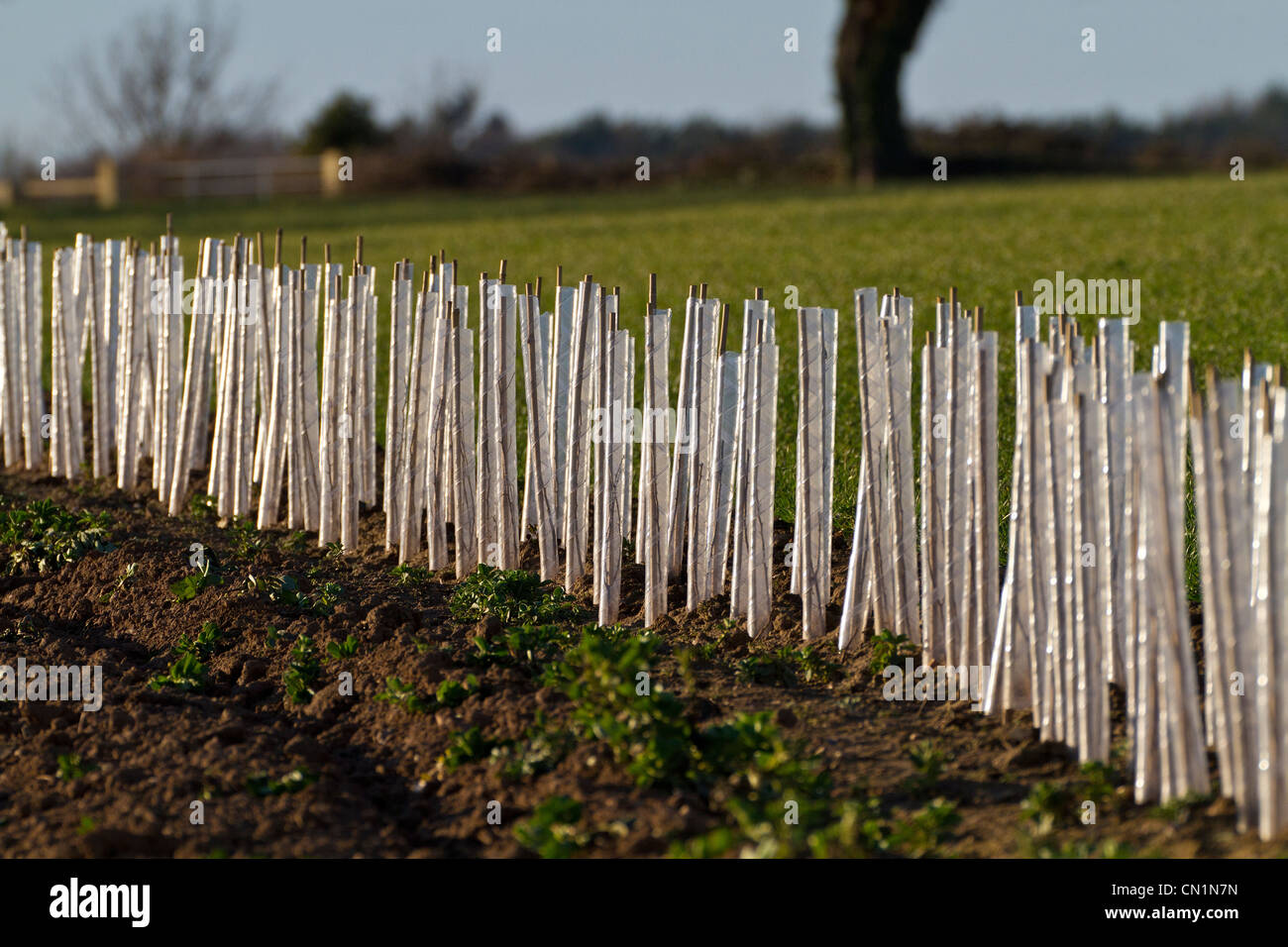 Hedgerow planting hi-res stock photography and images - Alamy