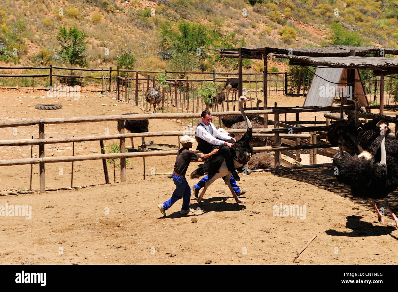 South africa ostrich riding hi-res stock photography and images - Alamy