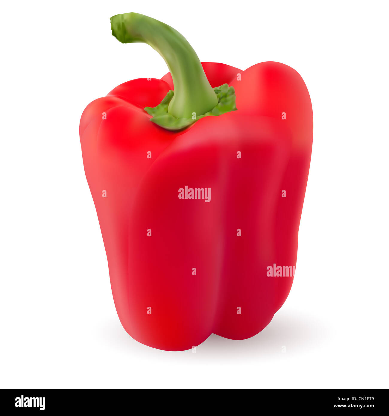 One Red pepper. Photo-realistic. Illustration on white background Stock ...
