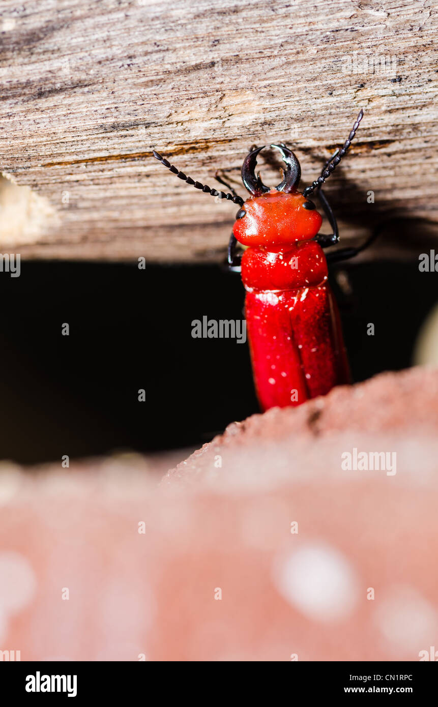 red bug and wood in the green nature Stock Photo - Alamy
