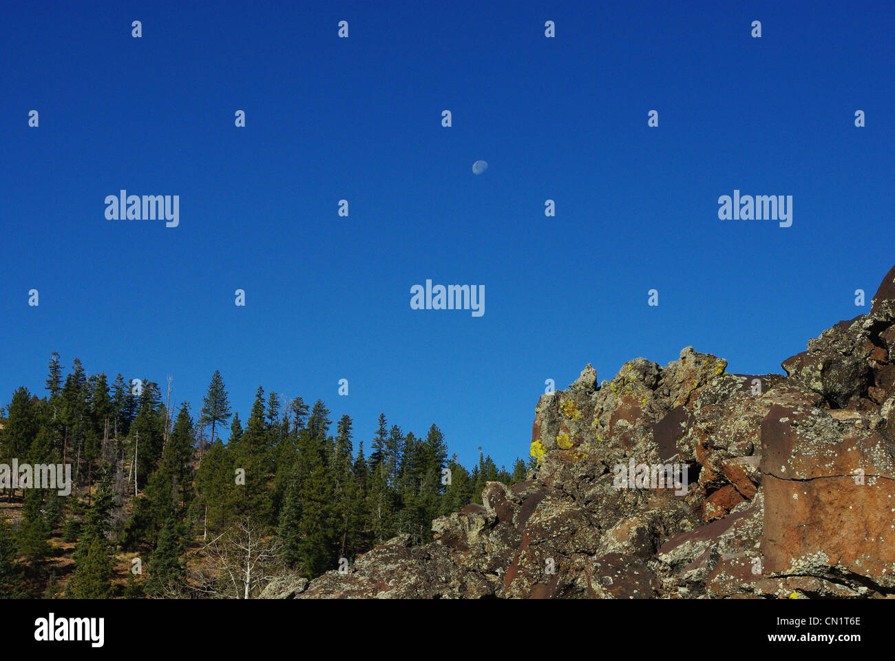 Rocks and trees under blue sky and moon, Dixie National Forest, Utah ...