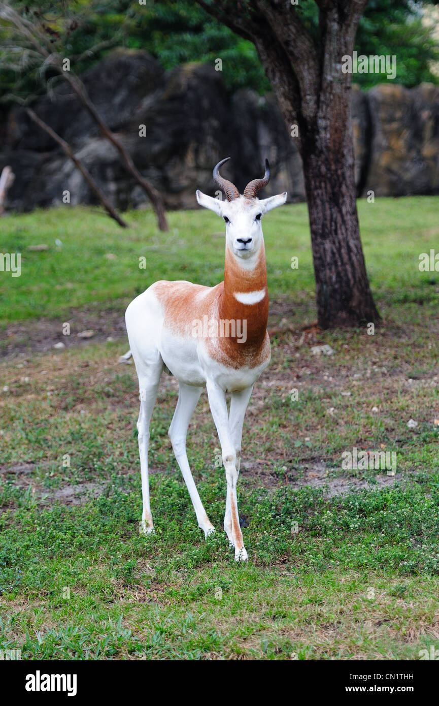 White antelope hi-res stock photography and images - Alamy