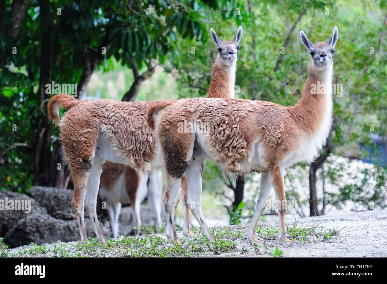 Guanaco walking in Miami zoo Stock Photo - Alamy