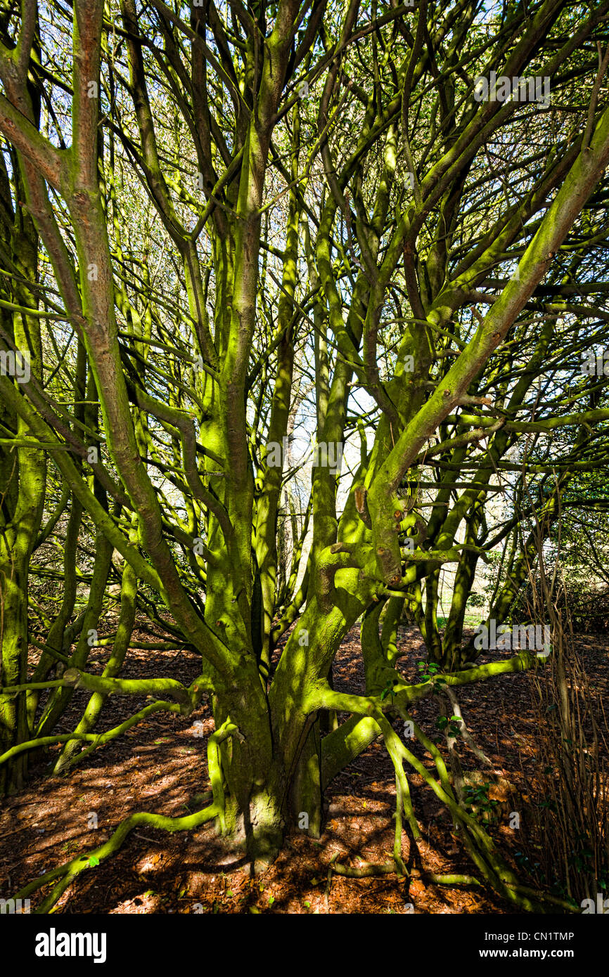 Dense undergrowth hi-res stock photography and images - Alamy