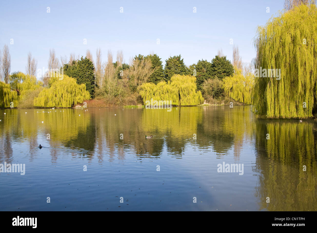 Ornamental duck pond lined in spring by willow trees, Castle Park ...