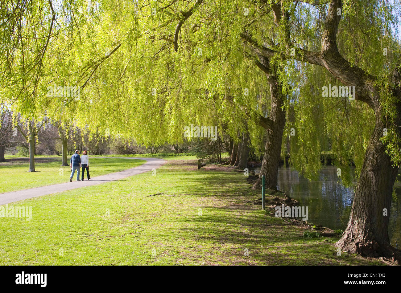 A couple walk by willow trees in spring by the banks of the River Colne ...