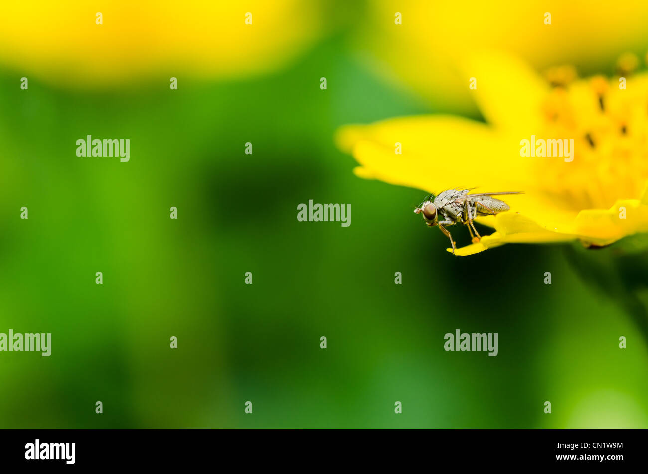 Yellow Legs High Resolution Stock Photography and Images - Alamy