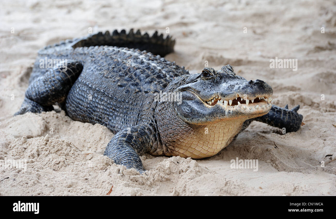 Sand alligator hi-res stock photography and images - Alamy