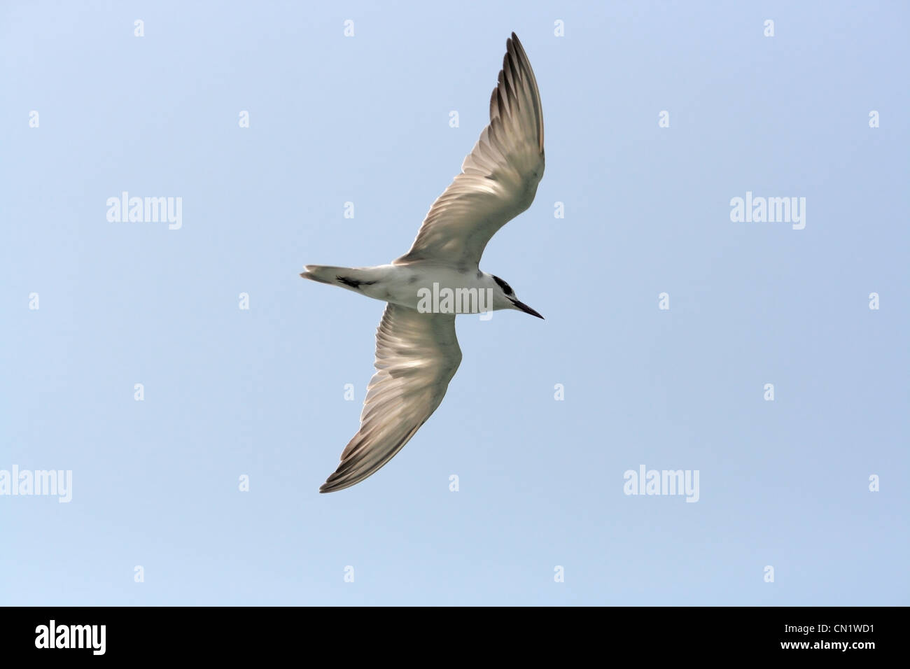 Indian whiskered tern hi-res stock photography and images - Alamy