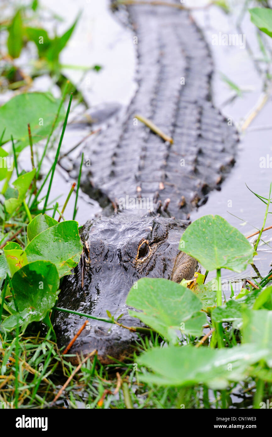 Alligator closeup in wild in Gator Park in Miami, Florida Stock Photo ...