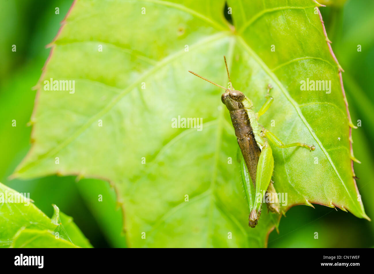 grasshopper macro in green nature or in the garden Stock Photo - Alamy