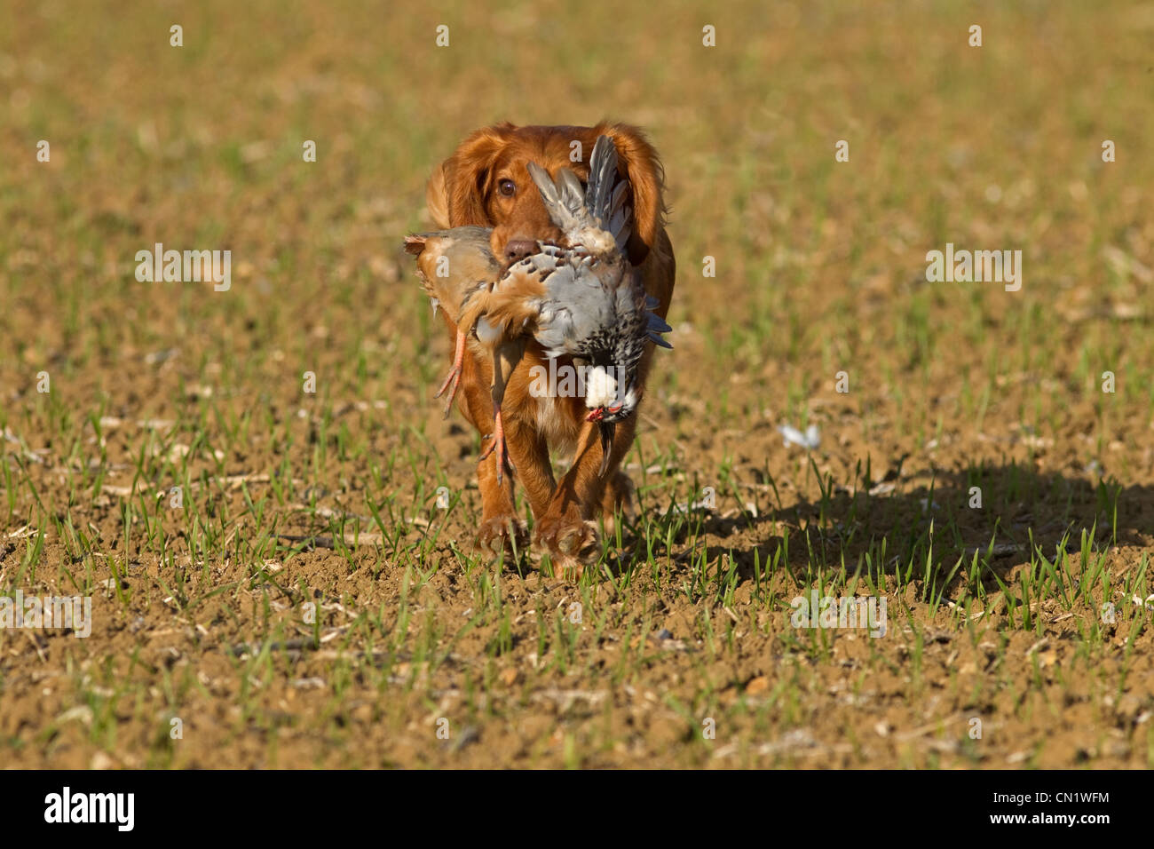 Spaniel carrying pheasant hi-res stock photography and images - Alamy