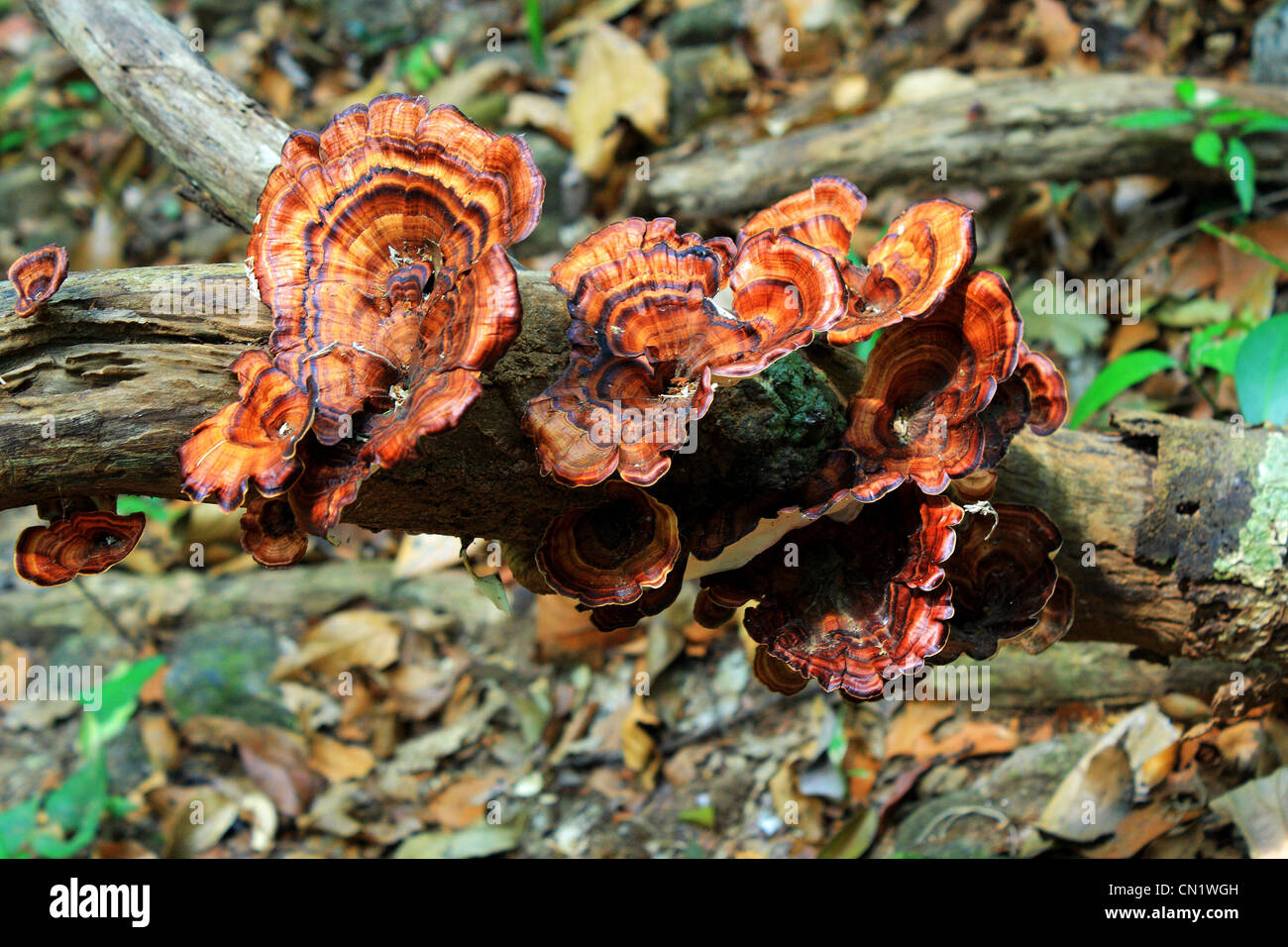 Mushrooms of india hi-res stock photography and images - Alamy