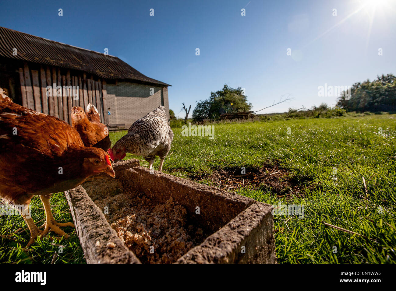 Free-range poultry farming Stock Photo - Alamy