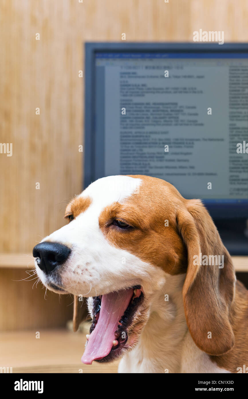 Boring work. A yawning dog in front of the computer. Focus on a dog ...