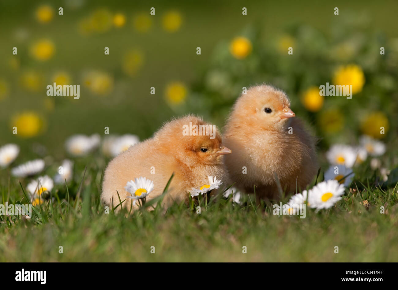 Baby chickens hi-res stock photography and images - Alamy