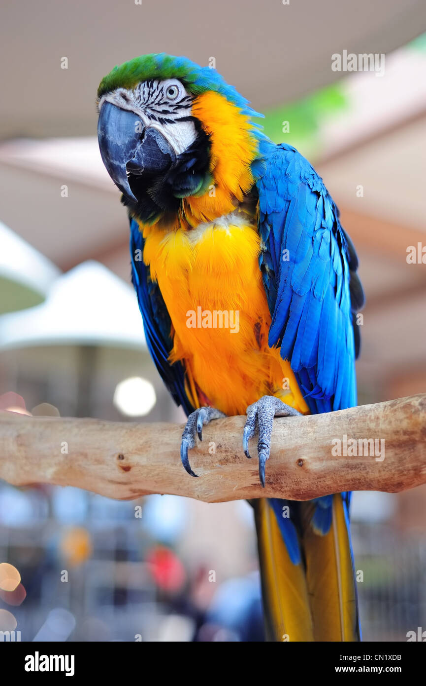 Parrot in Miami in beautiful colors Stock Photo - Alamy