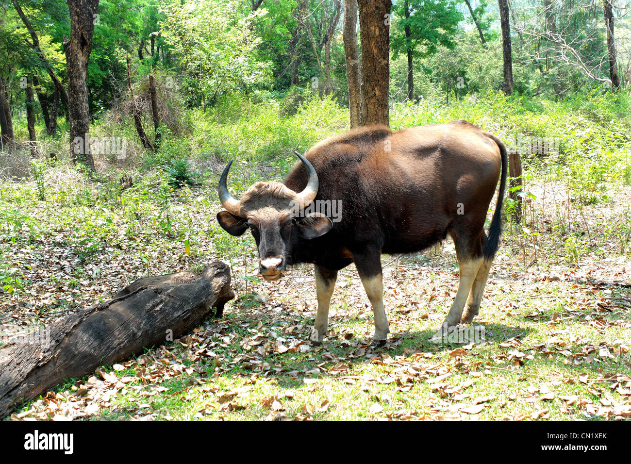 gaur, (Bos gaurus), Indian bison Stock Photo - Alamy
