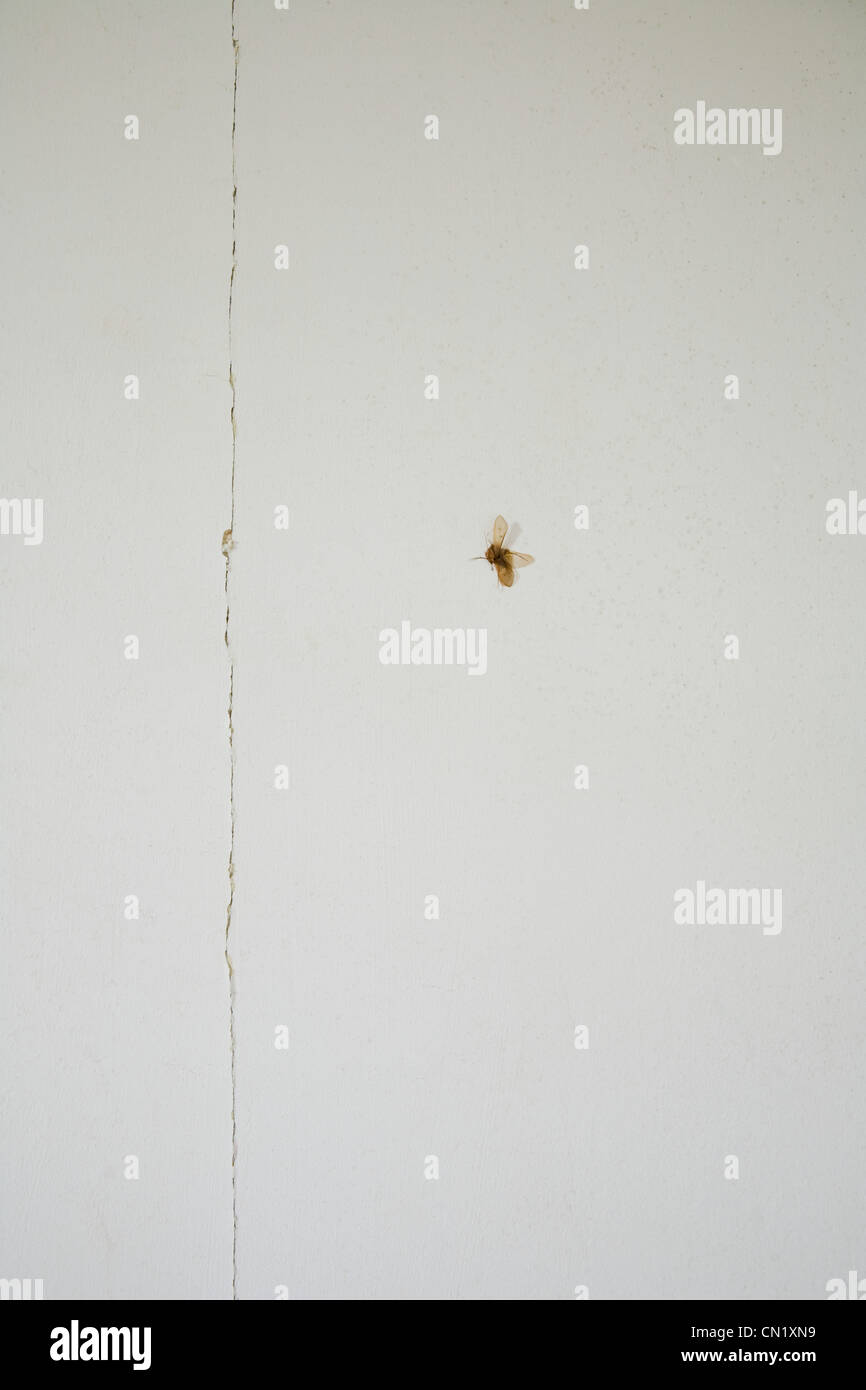 Dead insect on wall Stock Photo - Alamy