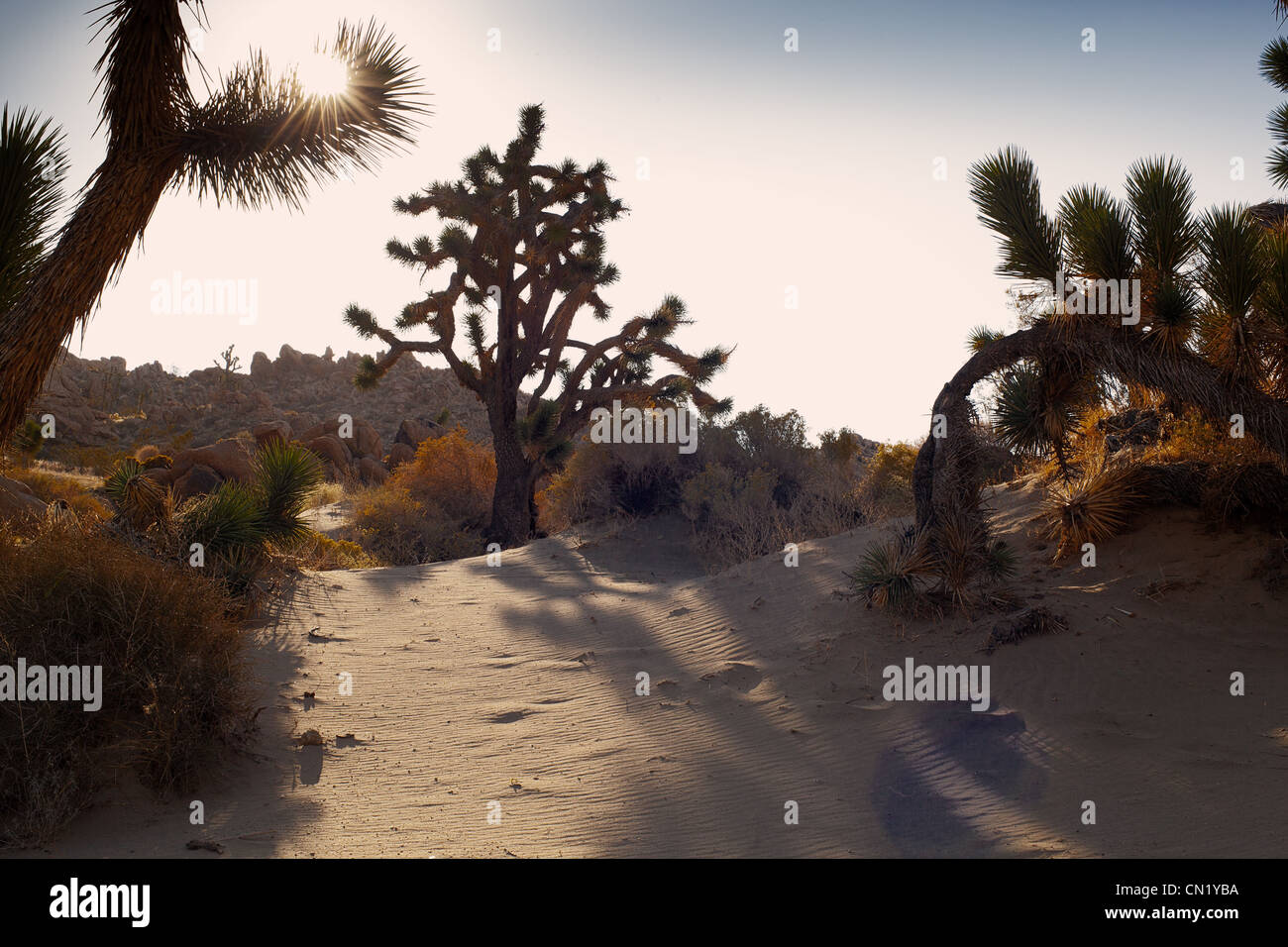 Trees in the sand on a desert landscape Stock Photo - Alamy