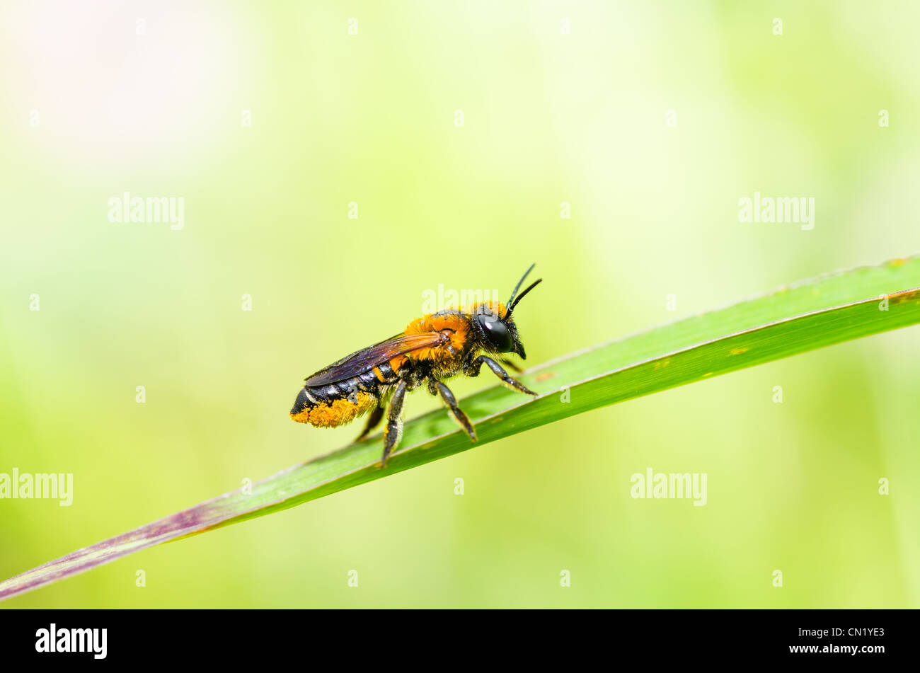 Leaf cutting bees hi-res stock photography and images - Alamy