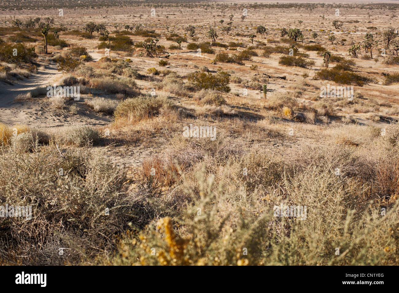 Rocks and bush on a desert landscape Stock Photo - Alamy