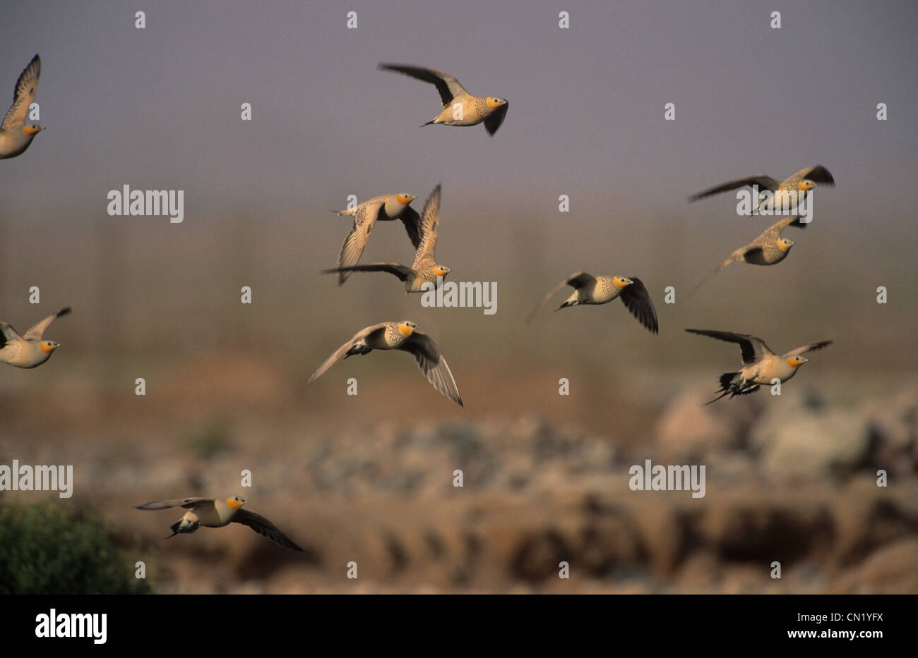 Spotted Sandgrouse (Pterocles senegallus) flock in flight Sinai Egypt ...