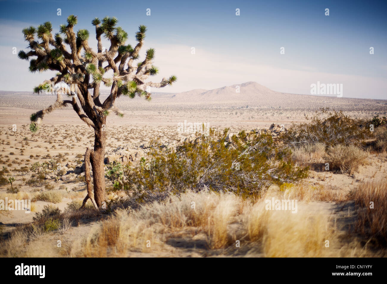 Desert landscape of Southern California Stock Photo - Alamy