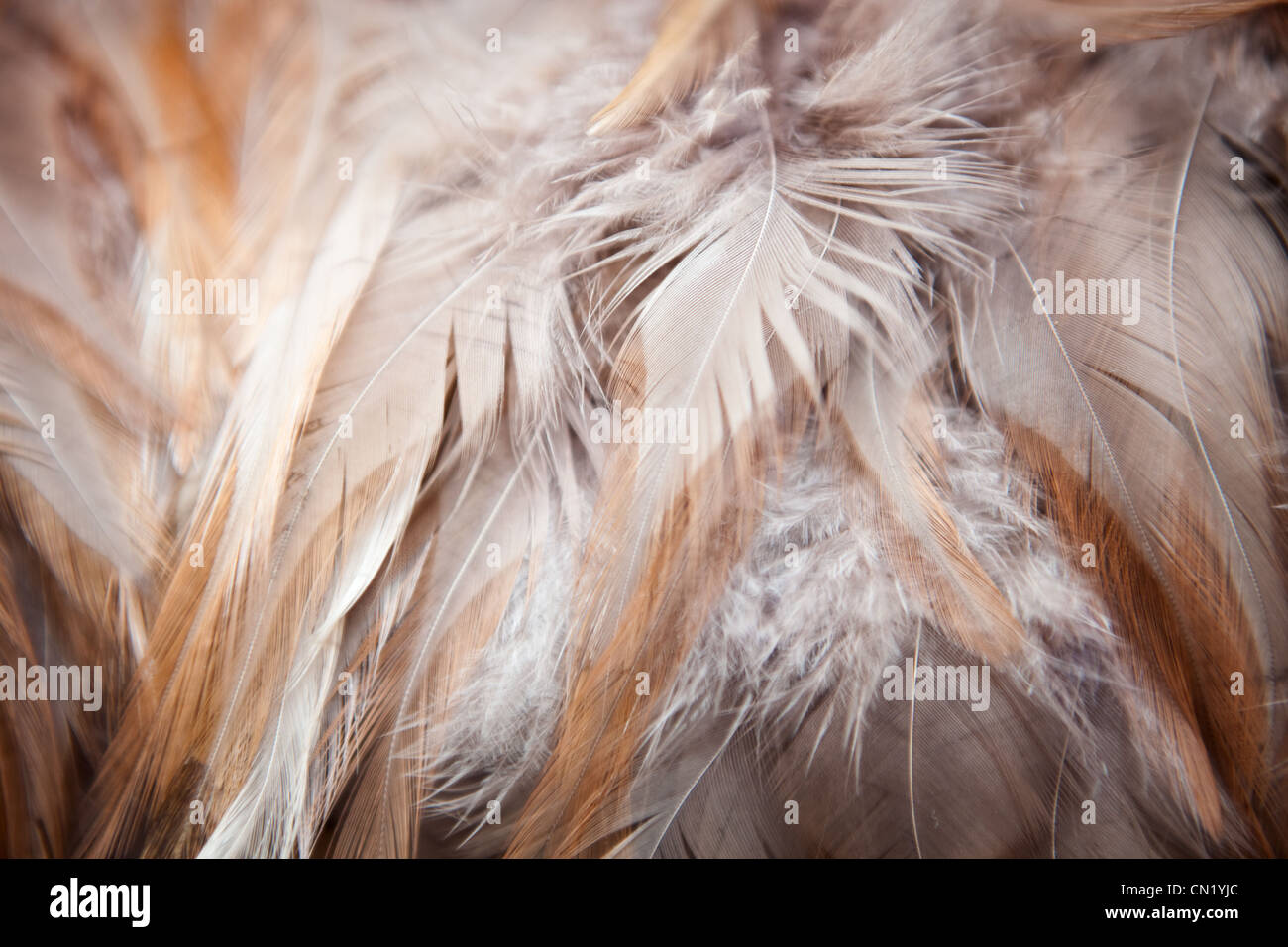 Types of feathers hi-res stock photography and images - Alamy