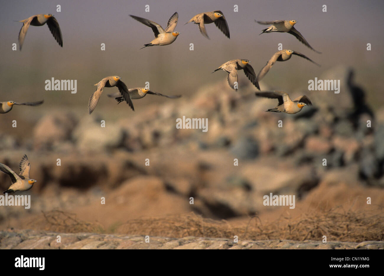 Spotted Sandgrouse (Pterocles senegallus) flock in flight Sinai Egypt ...