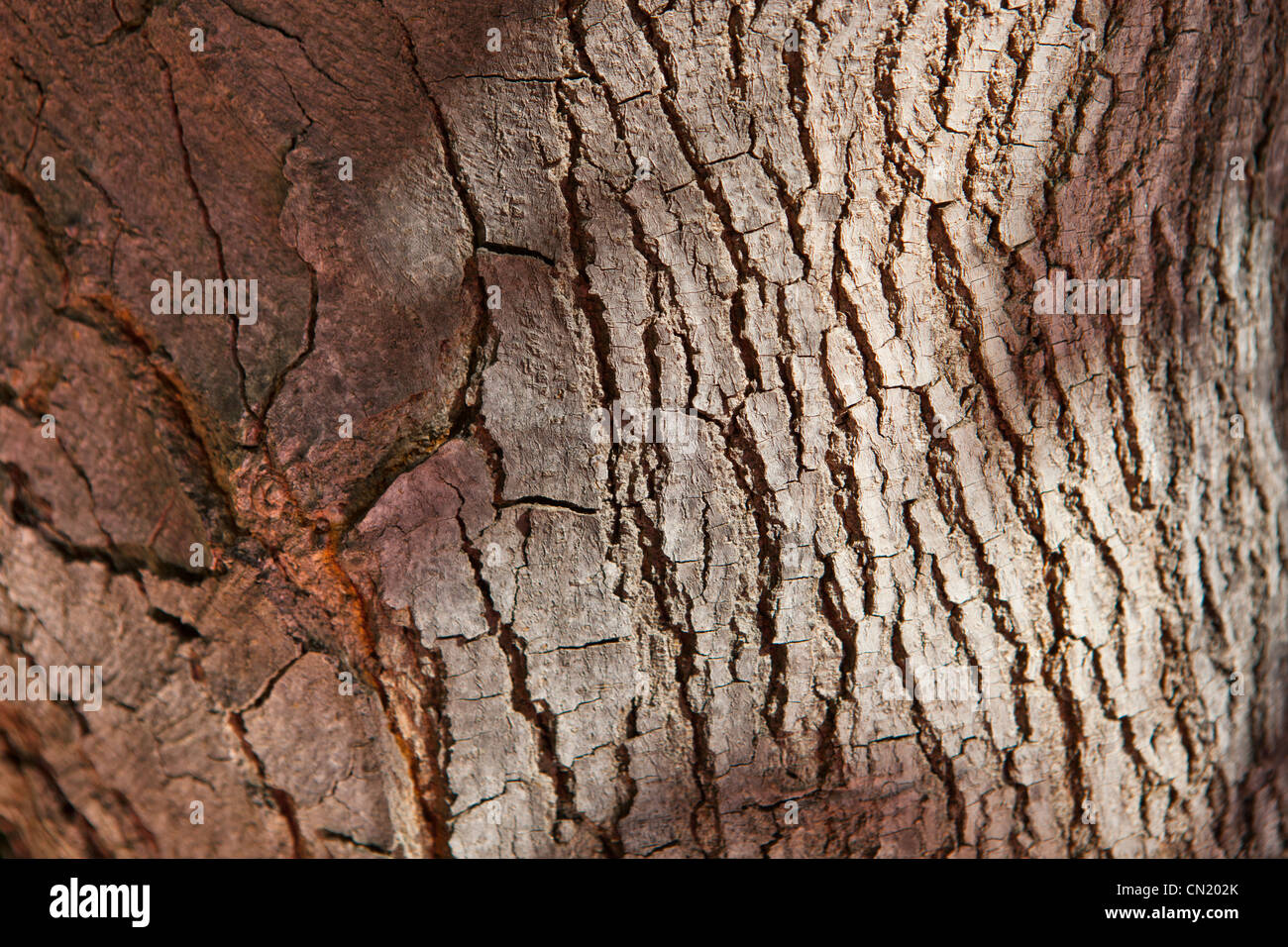 Texture of bark on a tree Stock Photo - Alamy