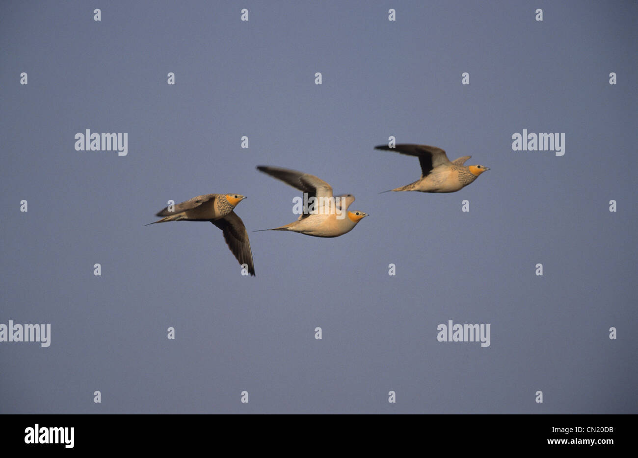 Spotted Sandgrouse (Pterocles senegallus) in flight Sinai Egypt Stock ...