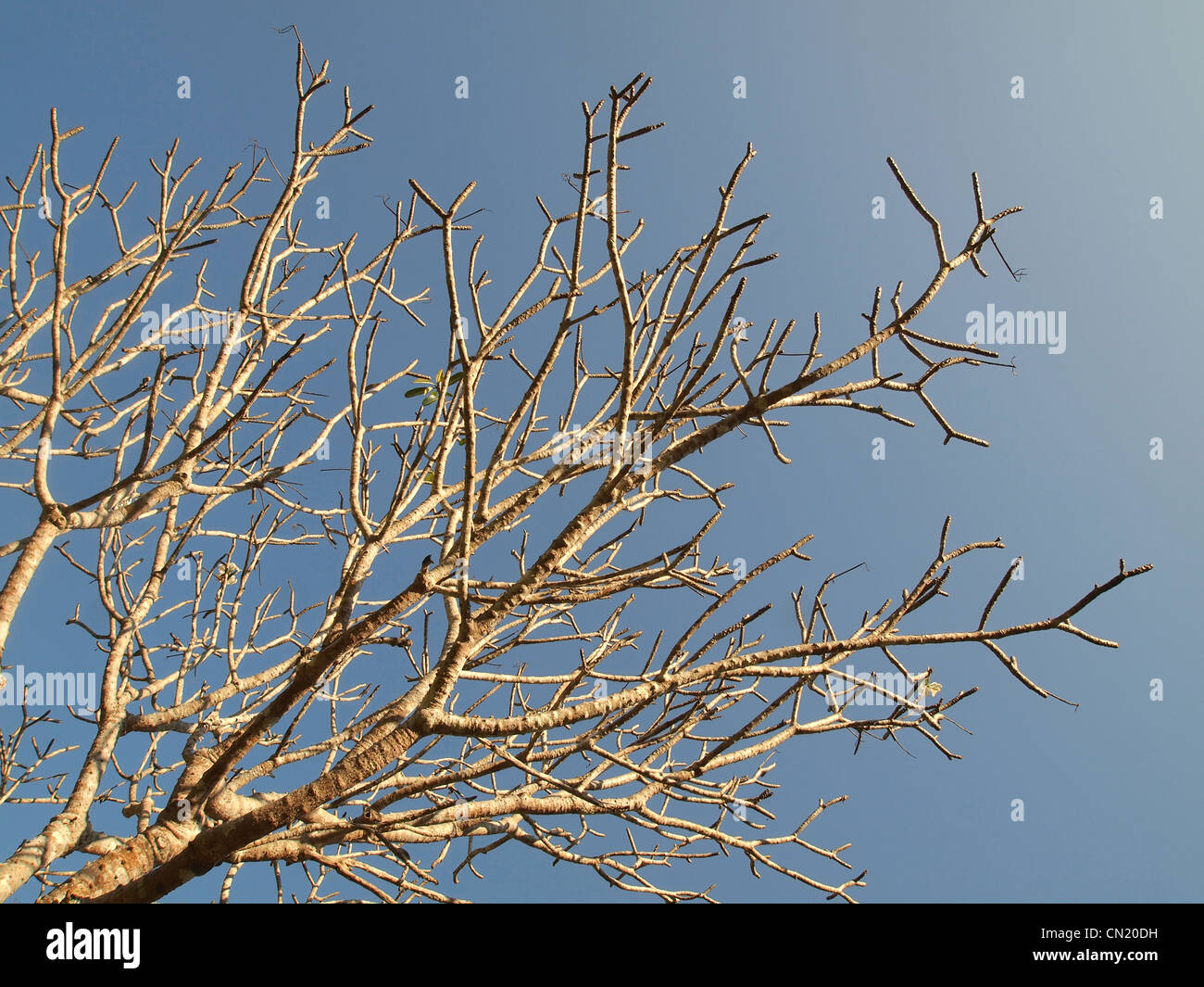 Trees without leaves Stock Photo - Alamy