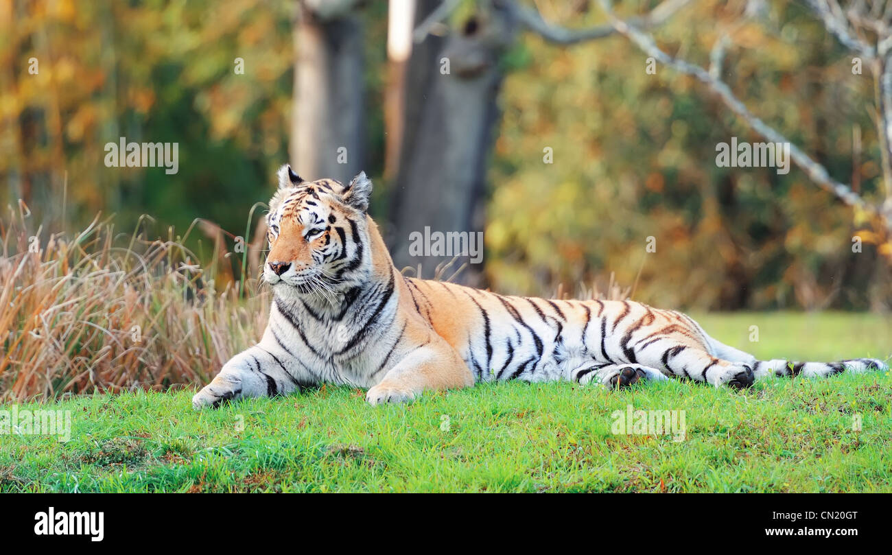 Tiger on grass in Animal Kingdom in Orlando, Florida Stock Photo - Alamy