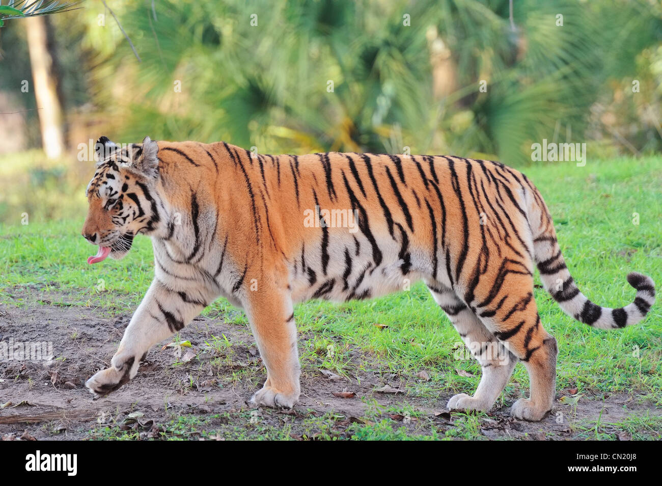 Tiger on grass in Animal Kingdom in Orlando, Florida Stock Photo - Alamy