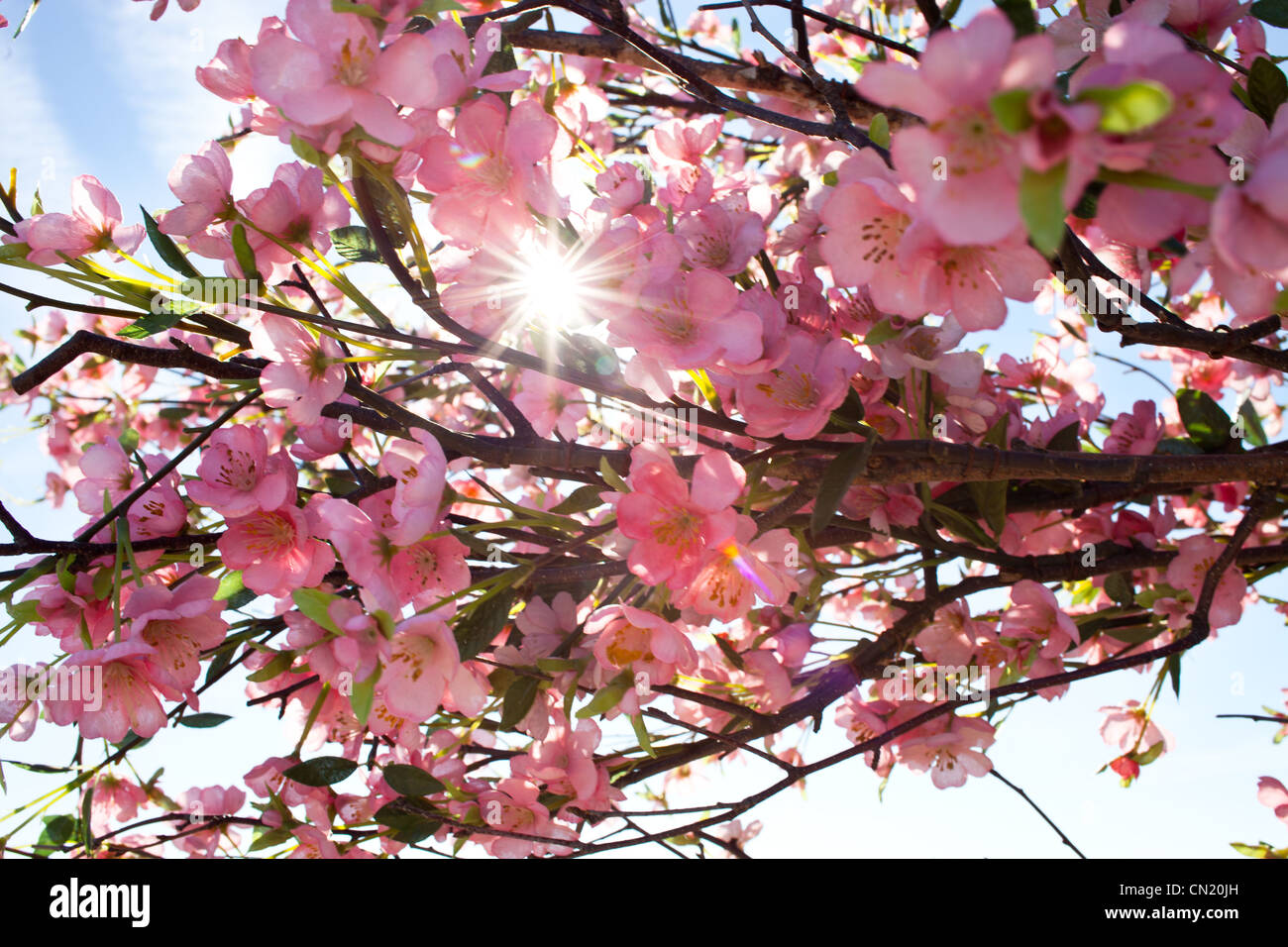 Cherry blossom in the sunlight Stock Photo - Alamy