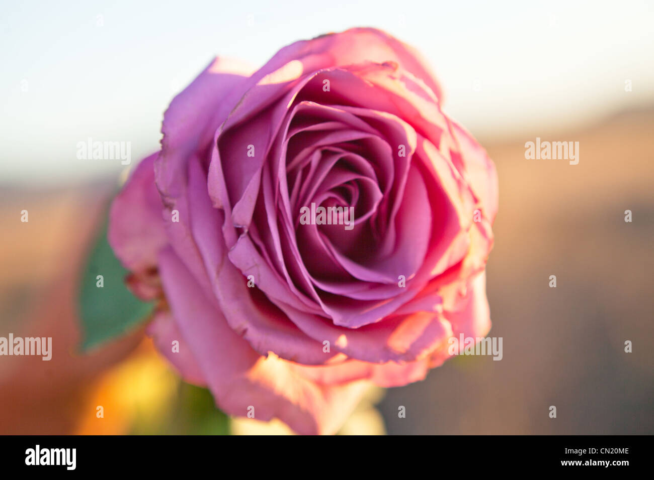 A single rose in the setting sunlight Stock Photo - Alamy